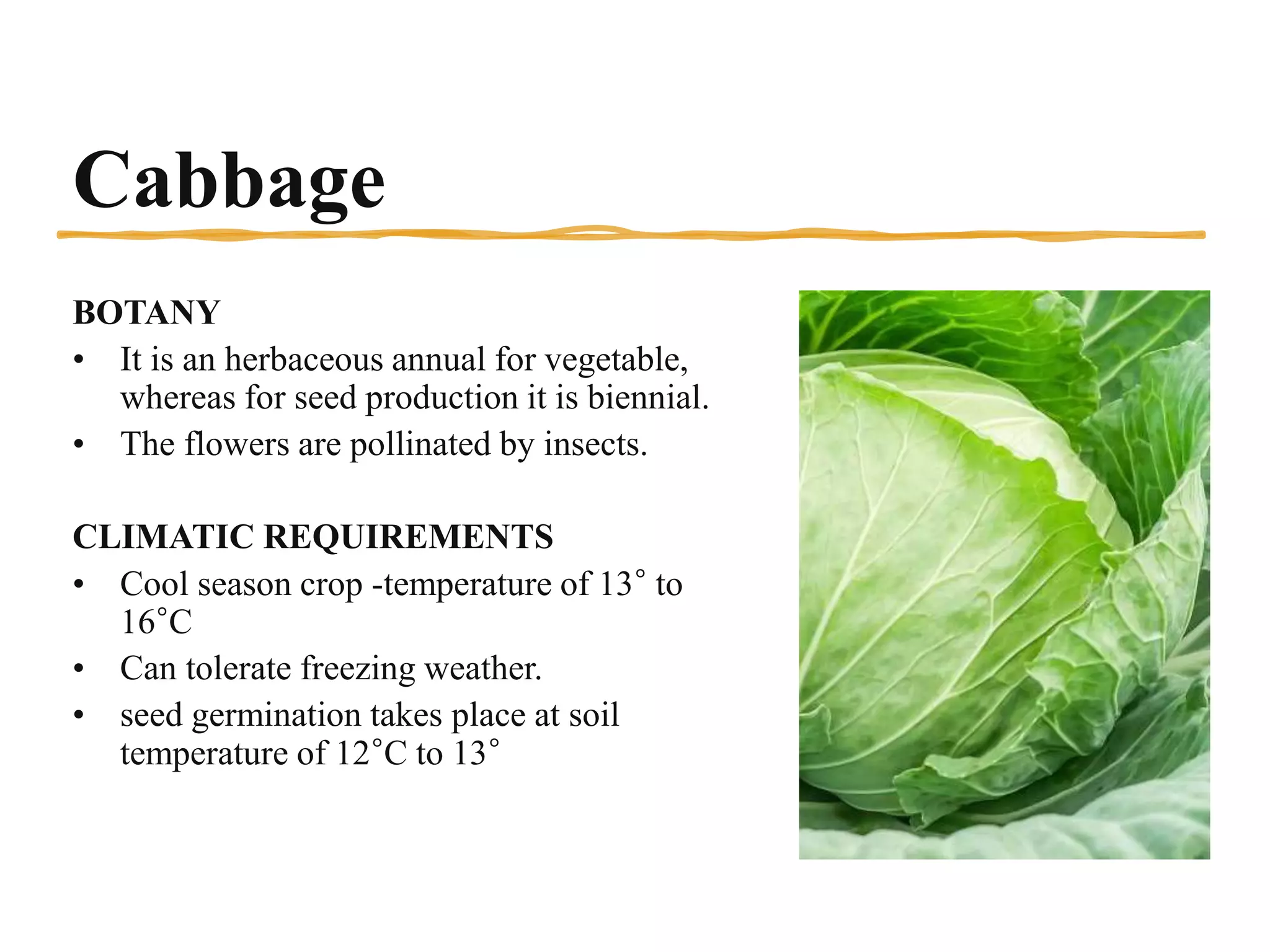 PRODUCTION TECHNOLOGY OF CABBAGE.pptx