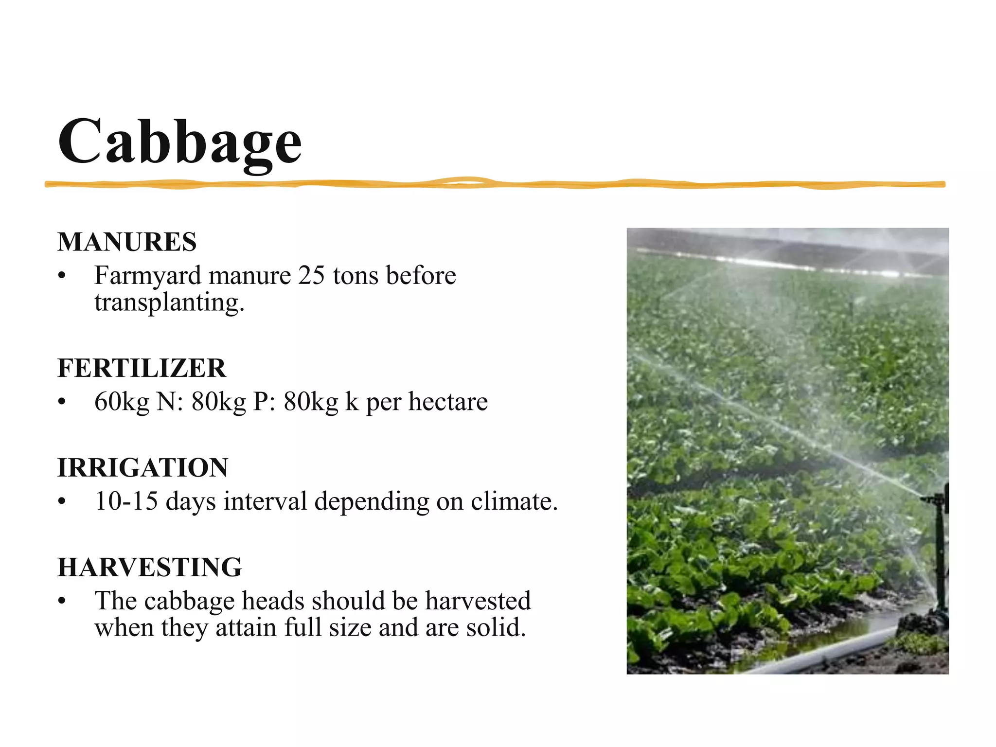 PRODUCTION TECHNOLOGY OF CABBAGE.pptx
