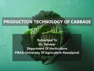 PRODUCTION TECHNOLOGY OF CABBAGE.pptx