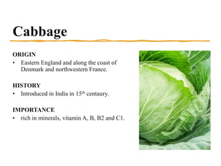 PRODUCTION TECHNOLOGY OF CABBAGE.pptx
