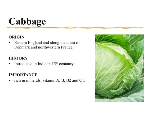 PRODUCTION TECHNOLOGY OF CABBAGE.pptx | Agriculture | Industries