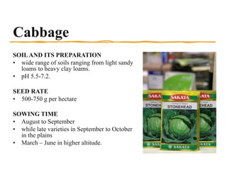 PRODUCTION TECHNOLOGY OF CABBAGE.pptx