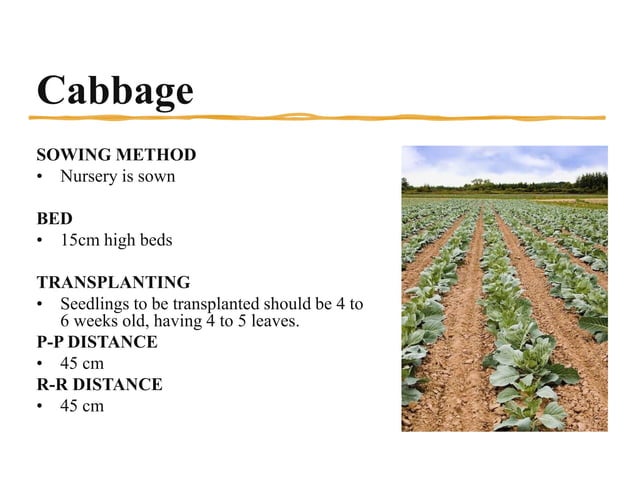 PRODUCTION TECHNOLOGY OF CABBAGE.pptx | Agriculture | Industries
