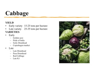 PRODUCTION TECHNOLOGY OF CABBAGE.pptx