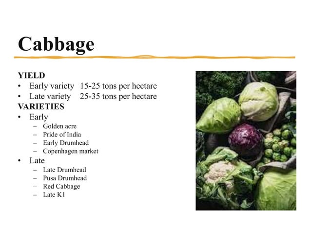 PRODUCTION TECHNOLOGY OF CABBAGE.pptx | Agriculture | Industries