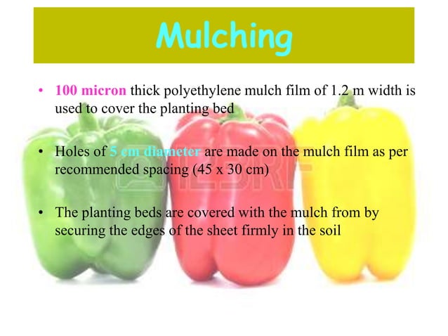 Production technology of Capsicum.ppt | Agriculture | Industries