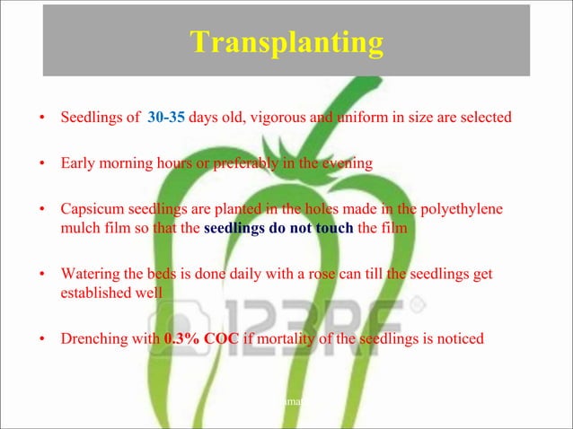 Production technology of Capsicum.ppt | Agriculture | Industries
