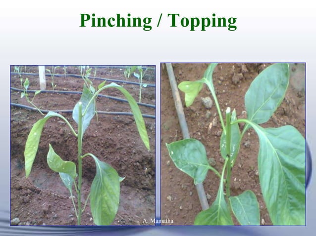 Production technology of Capsicum.ppt | Agriculture | Industries