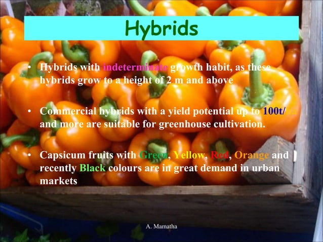 Production technology of Capsicum.ppt | Agriculture | Industries