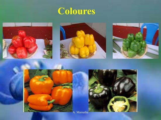 Production technology of Capsicum.ppt | Agriculture | Industries