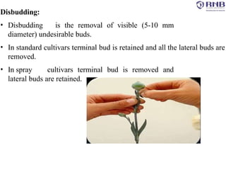 production technology of carnation -1.pptx