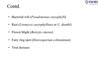 production technology of carnation -1.pptx