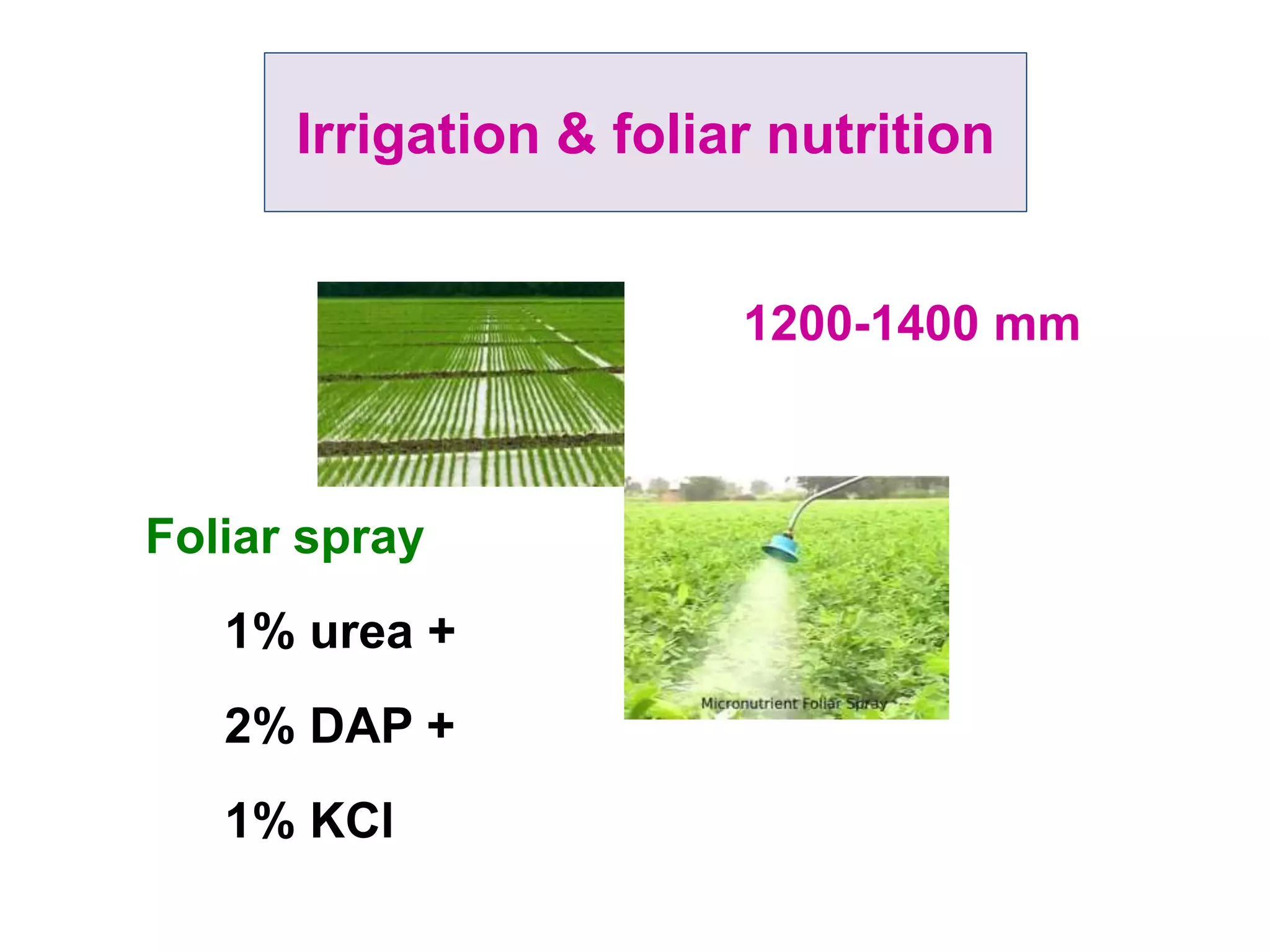 PRODUCTION TECHNOLOGY OF CEREALS.ppt