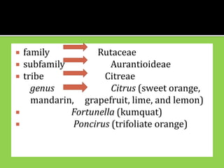 Production technology of citrus fruits | PPTX