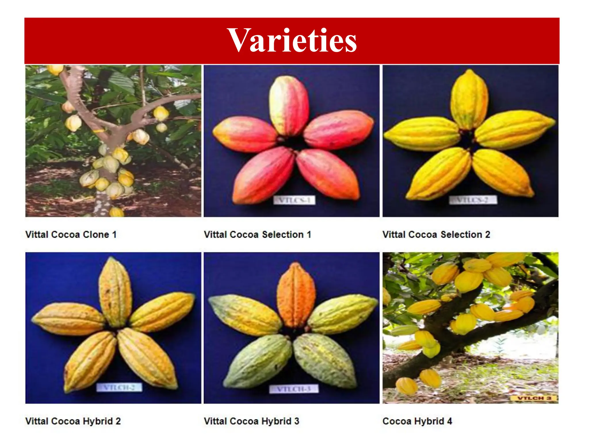 Production Technology of Cocoa (Theobroma cacao).pdf
