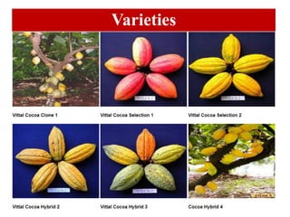Production Technology of Cocoa (Theobroma cacao).pdf