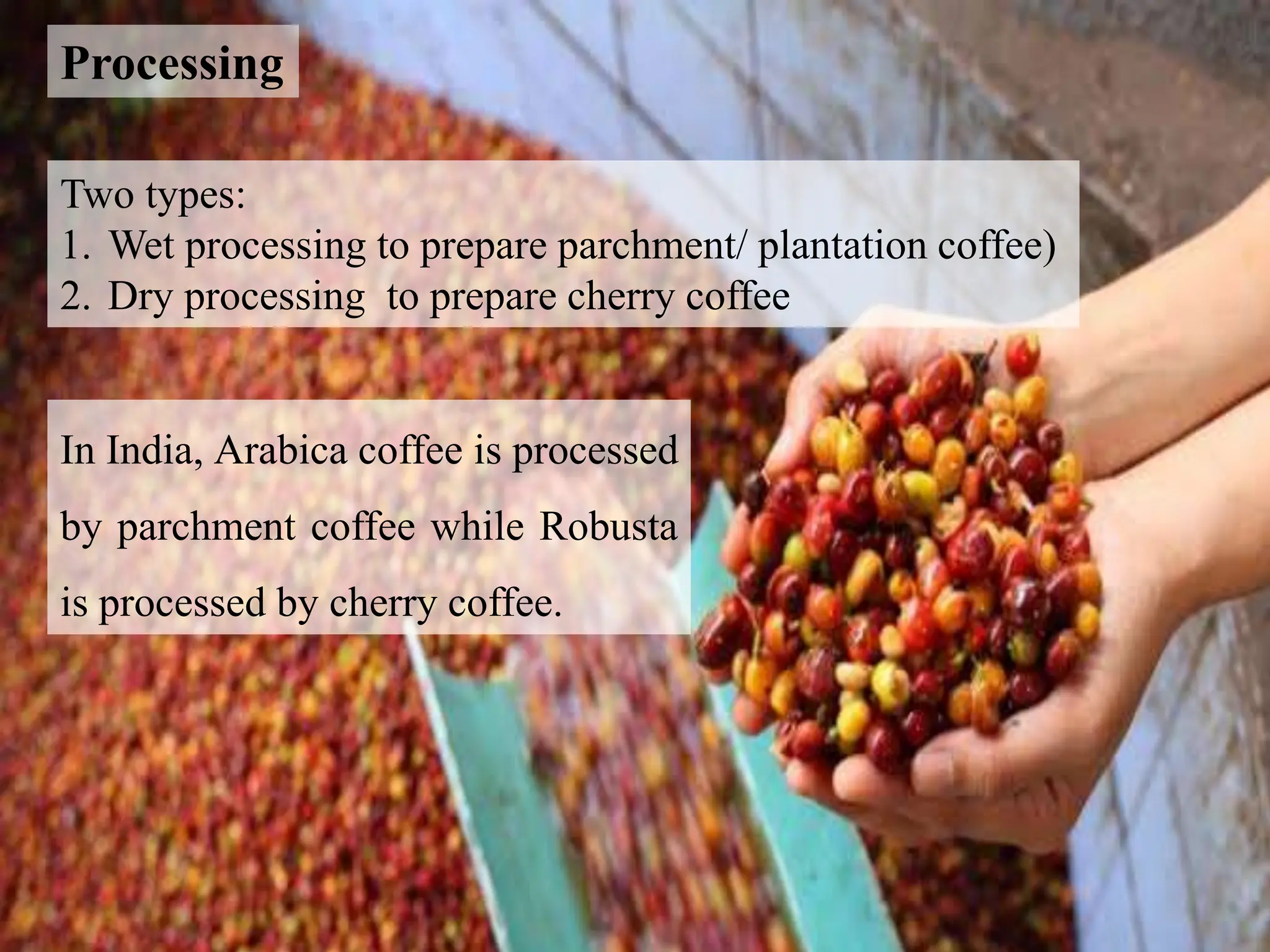 Production technology of Coffee in India | PPTX