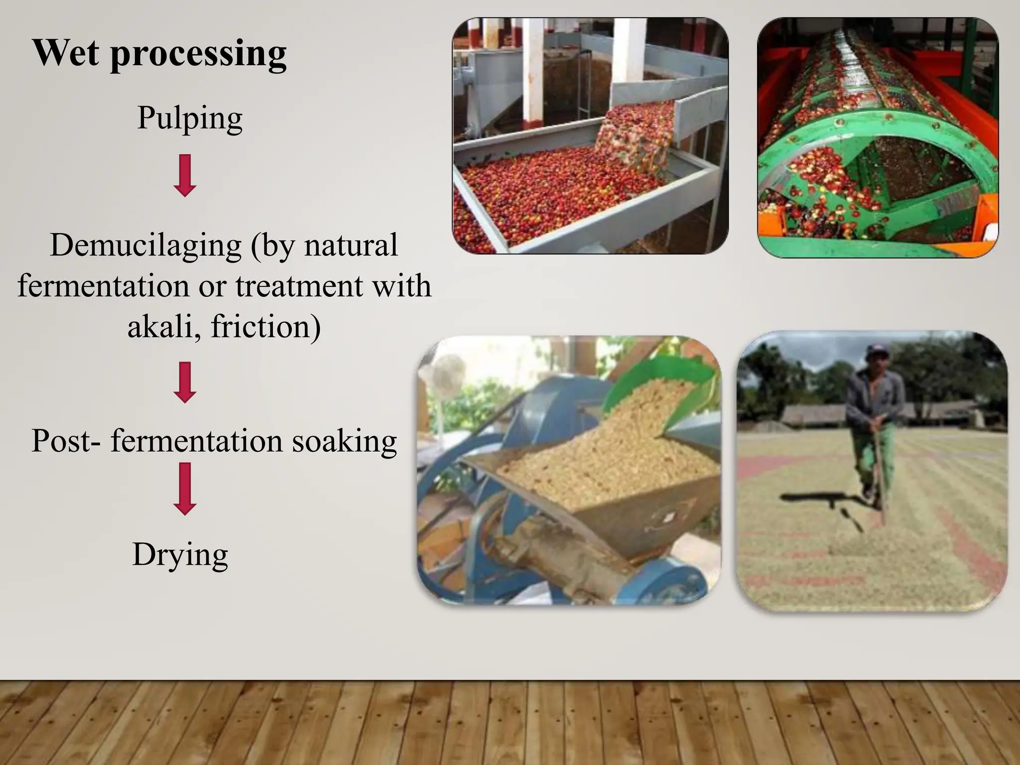 Production technology of Coffee in India | PPTX