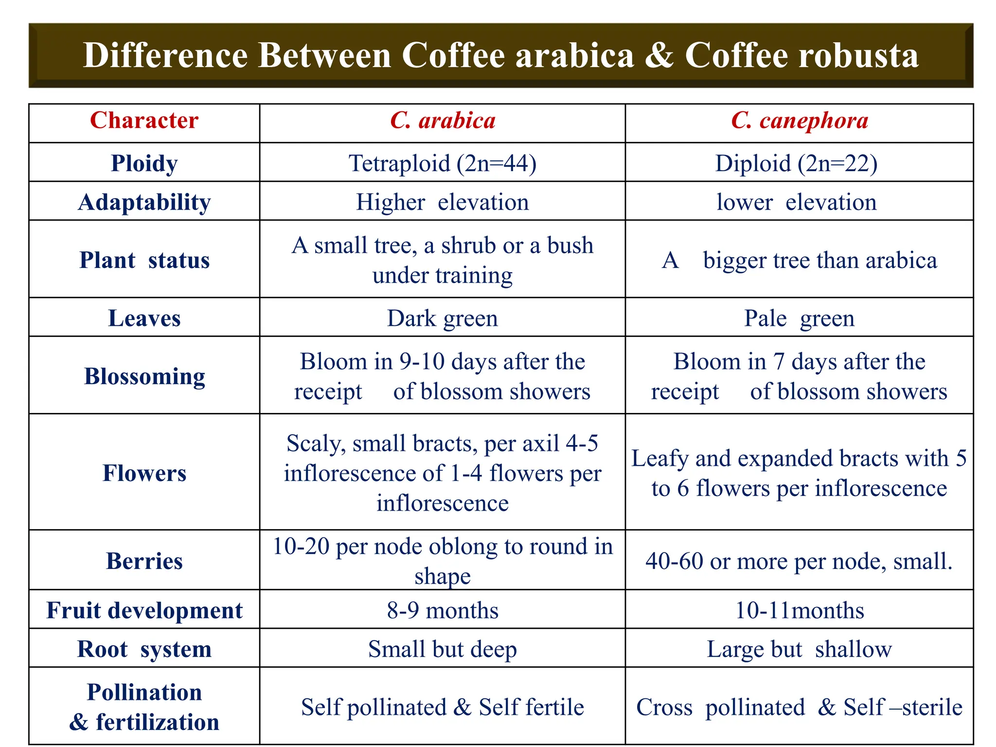 Production Technology of Coffee (Coffea arabica and C. canephora).pdf