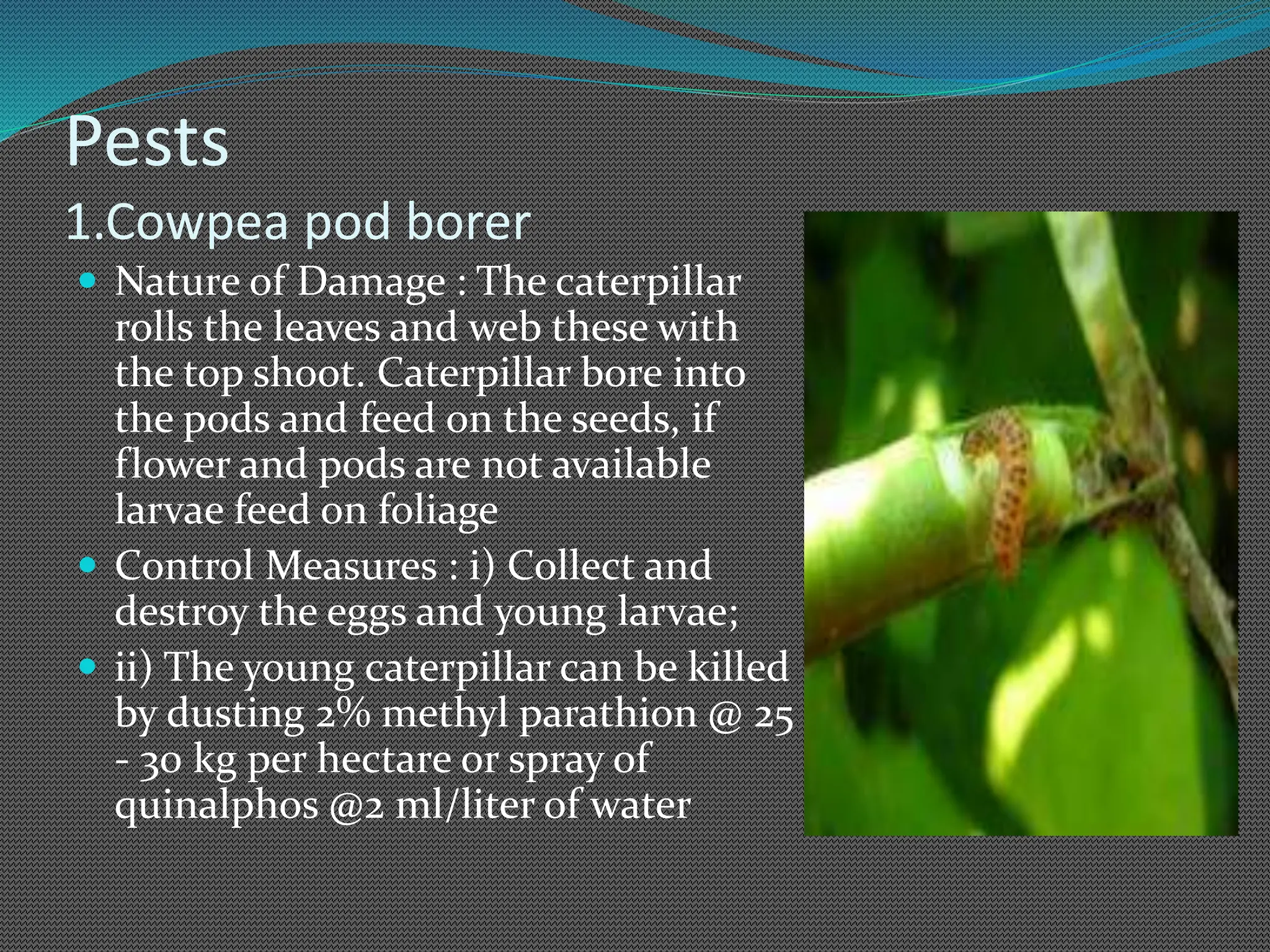 Production technology of cowpea-1.pptx.. | PPTX