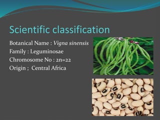 Production technology of cowpea-1.pptx.. | PPTX