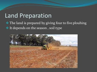 Production technology of cowpea-1.pptx.. | PPTX