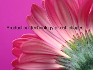 Production Technology of cut foliages (2).ppt