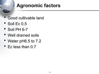Production Technology of cut foliages (2).ppt