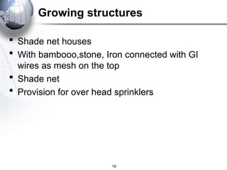 Production Technology of cut foliages (2).ppt