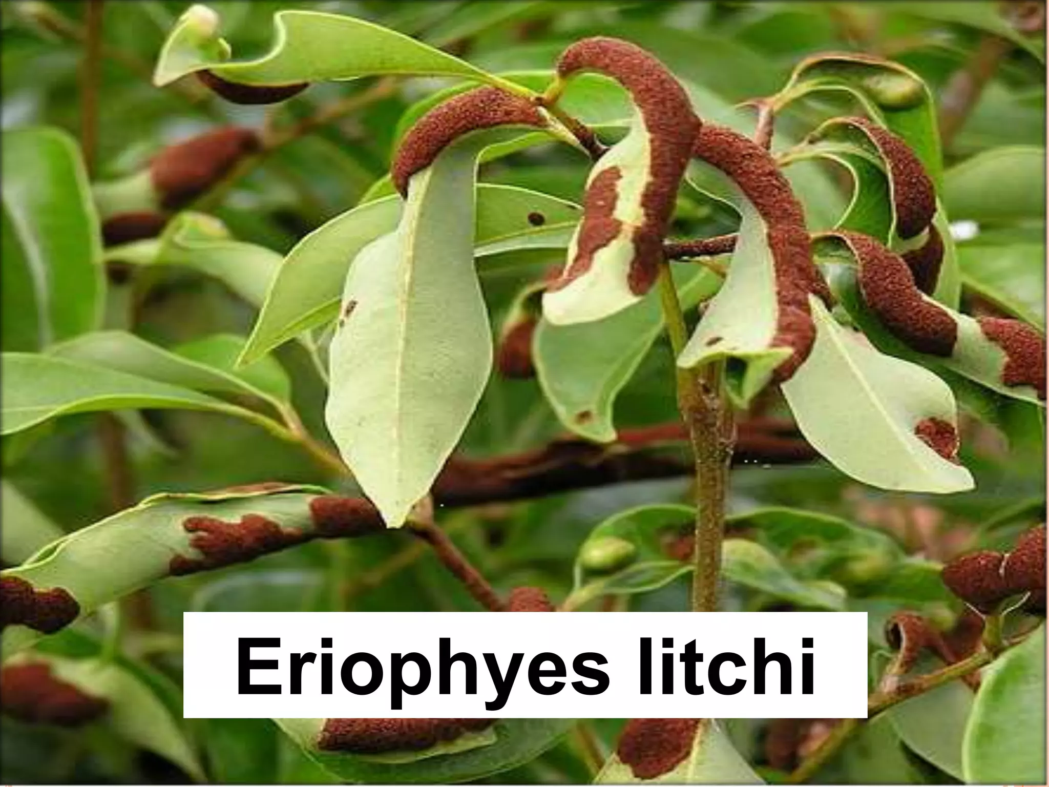 Production technology of fruit crops Litchi | PPTX