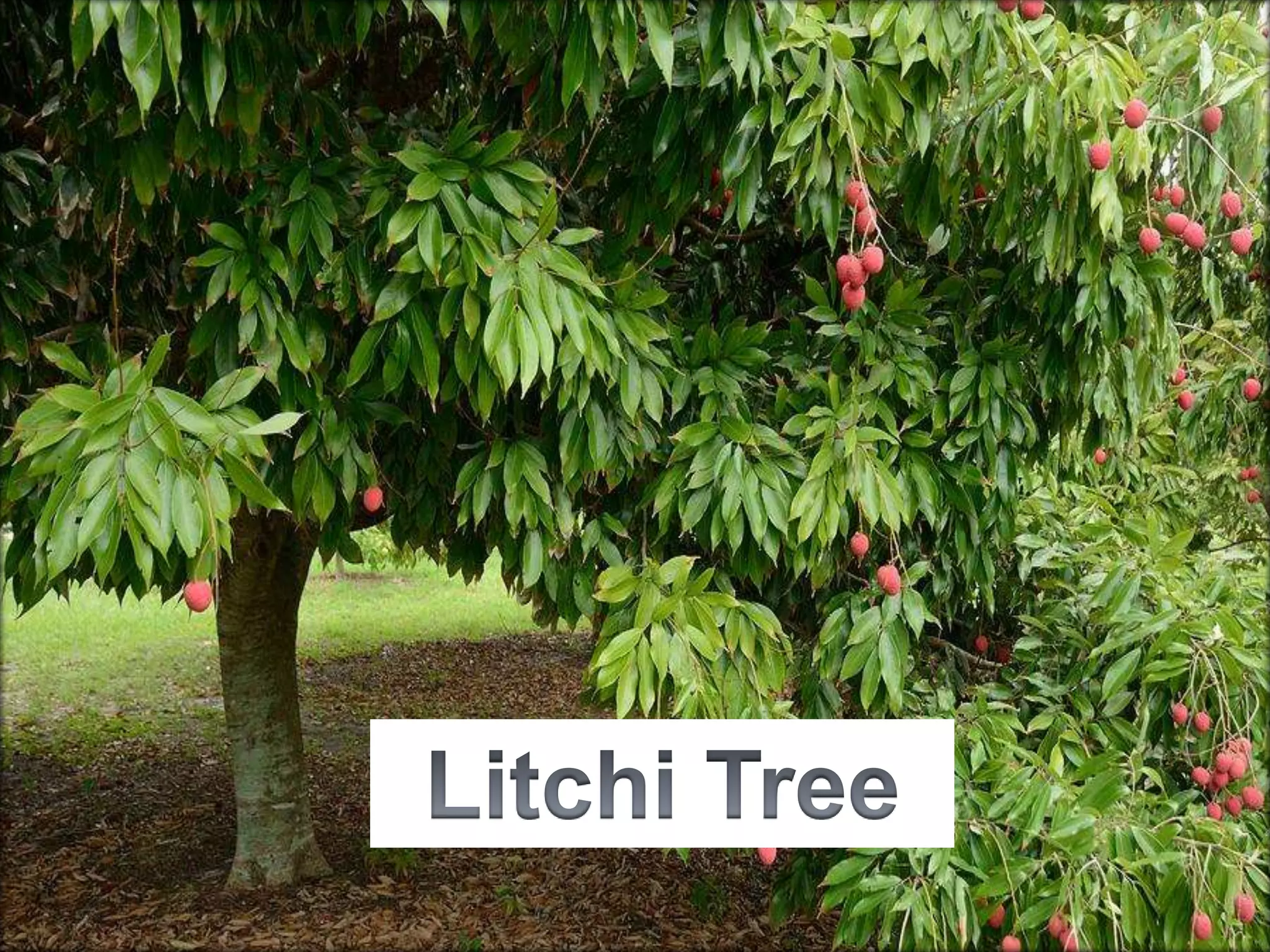 Production technology of fruit crops Litchi | PPTX