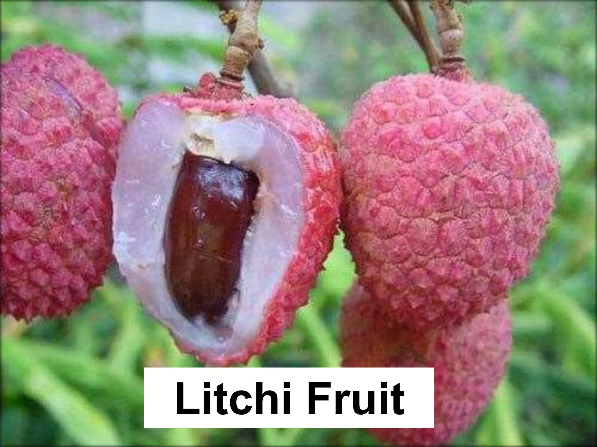 Production technology of fruit crops Litchi | PPTX