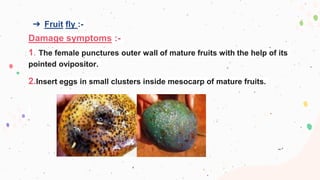 Diseases,pest and physiologial disorder of some fruits | PPTX