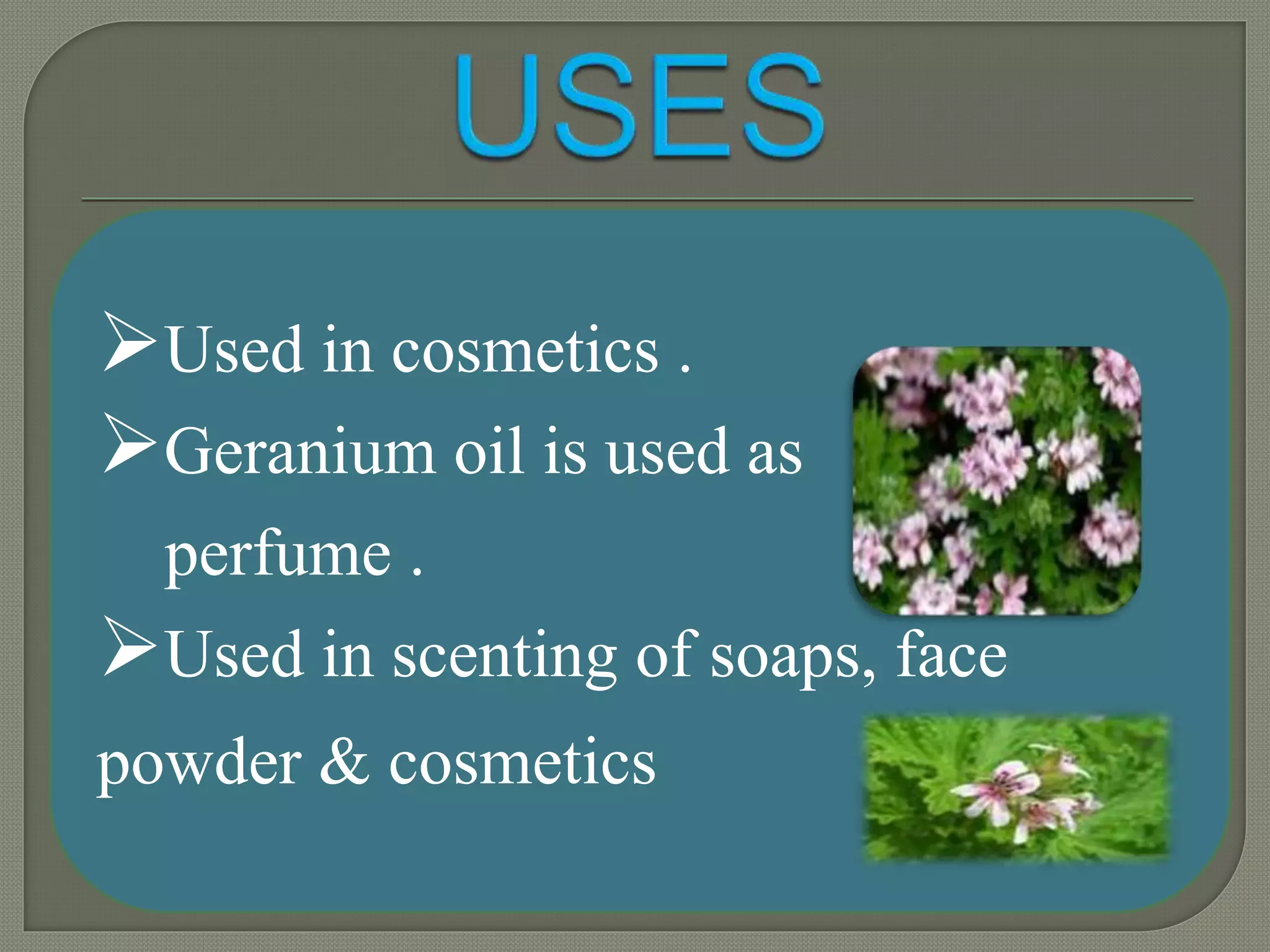 Production technology of geranium | PPTX