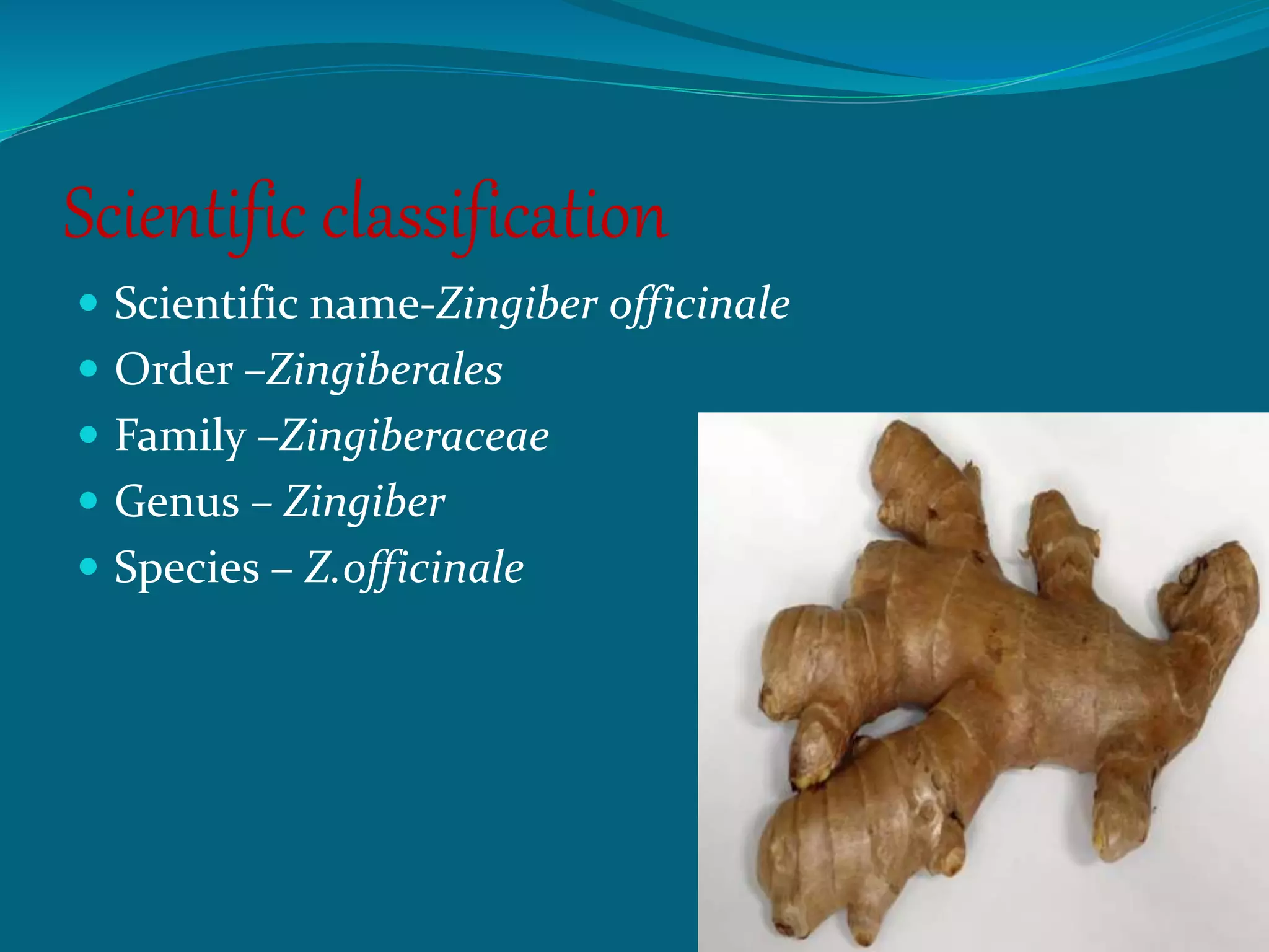 Production technology of ginger | PPTX