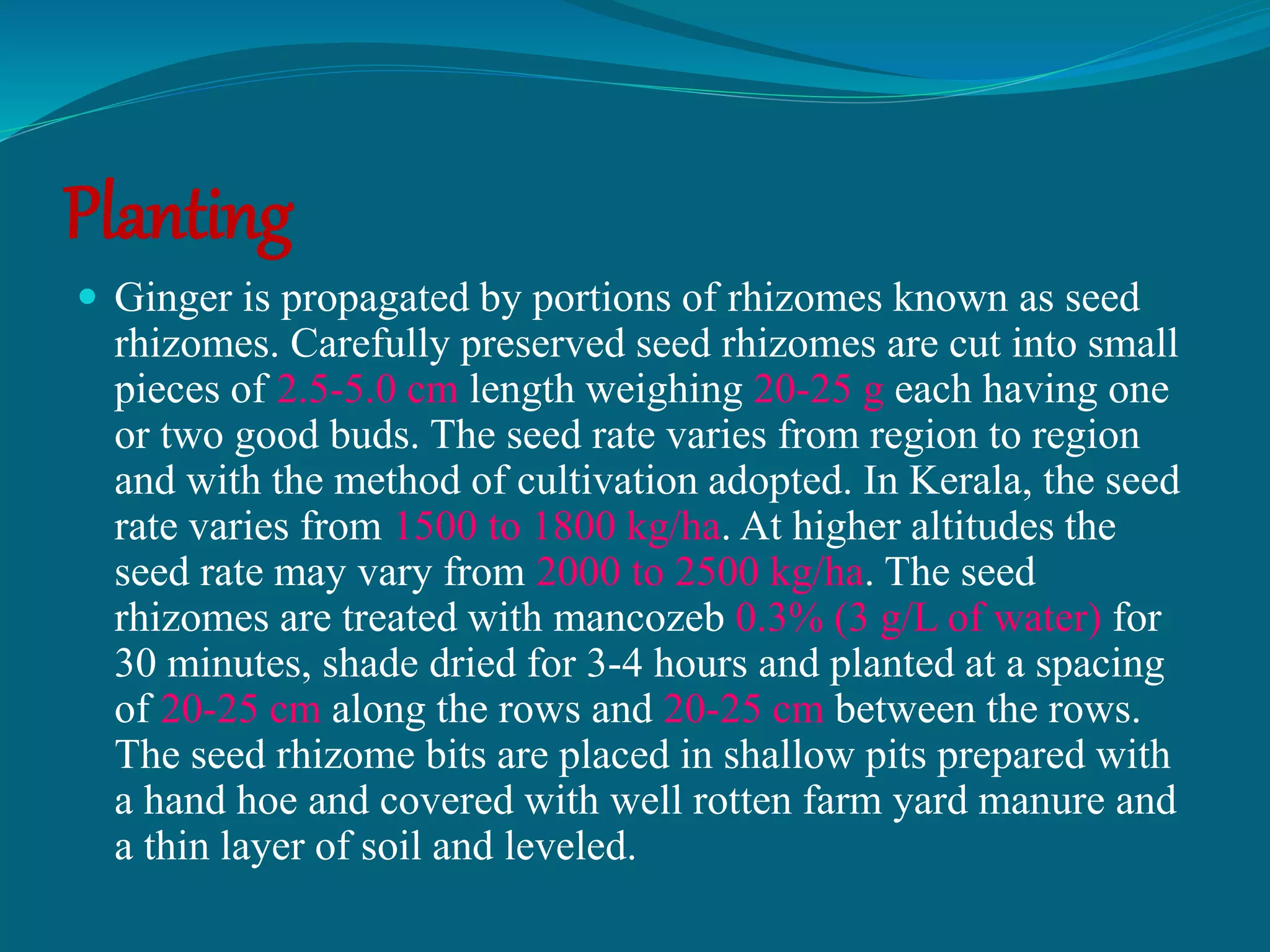 Production technology of ginger | PPTX