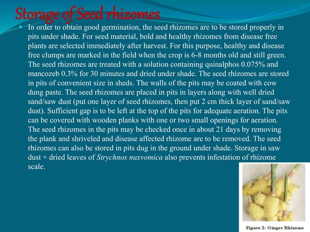 Production technology of ginger | PPTX | Gardening | Home & Garden