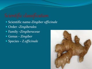 Production technology of ginger | PPTX