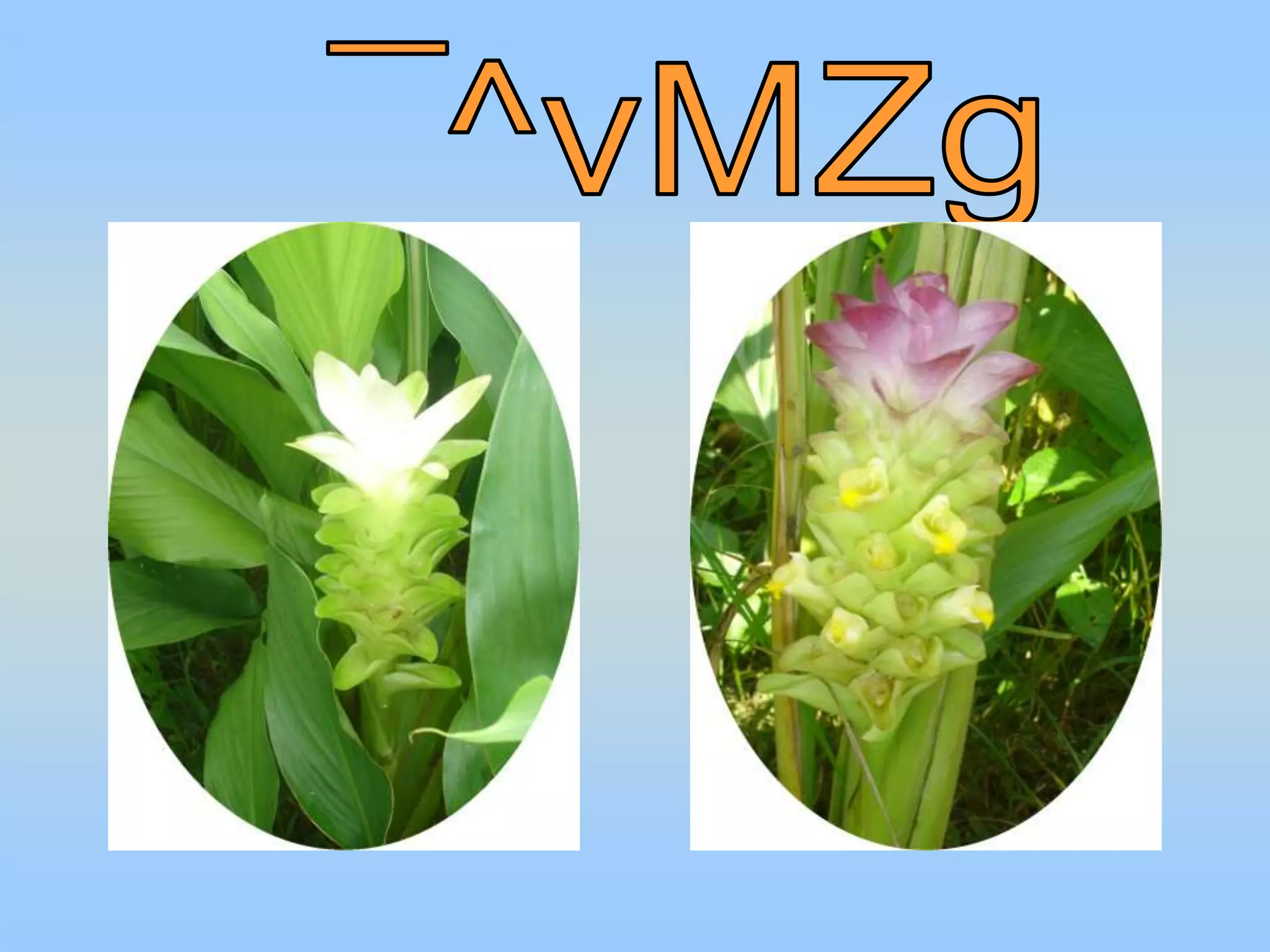 Production technology of ginger and turmeric in Bangla | PPT