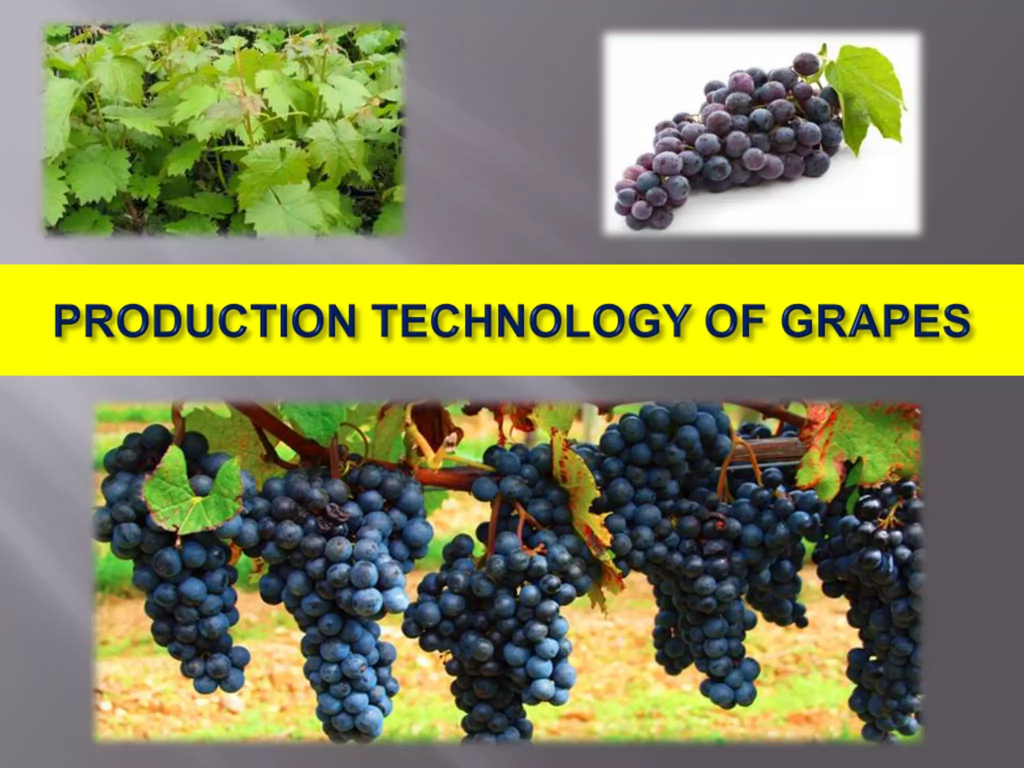Production technology of grapes | PPTX
