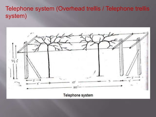Production technology of grapes | PPTX