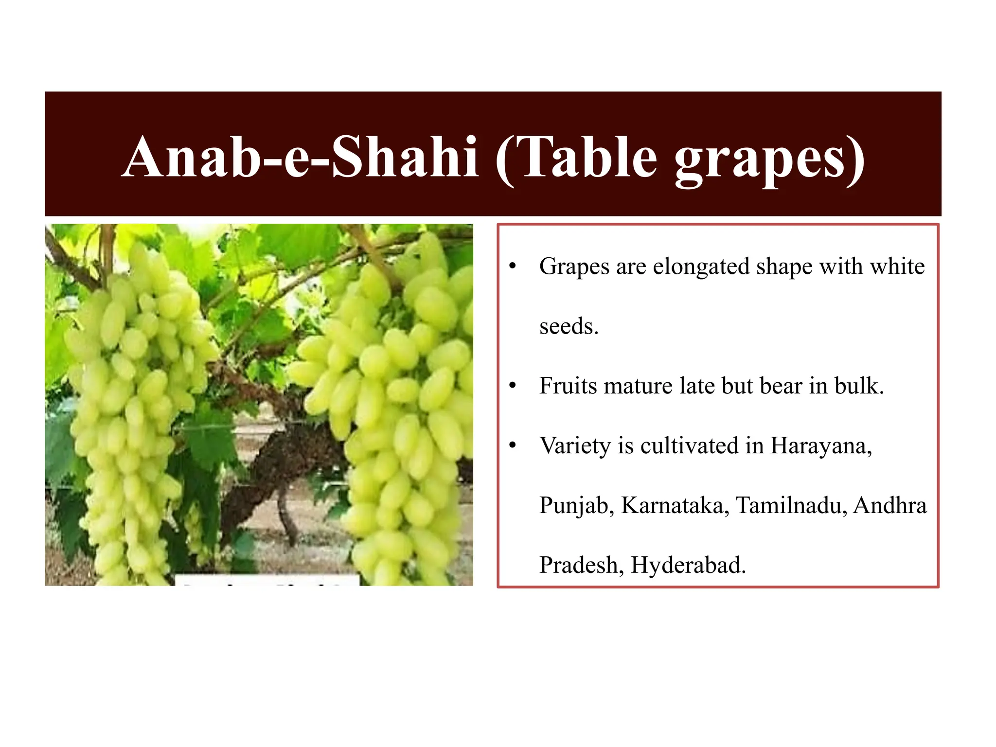 Advances in production technology of Grapes.pdf