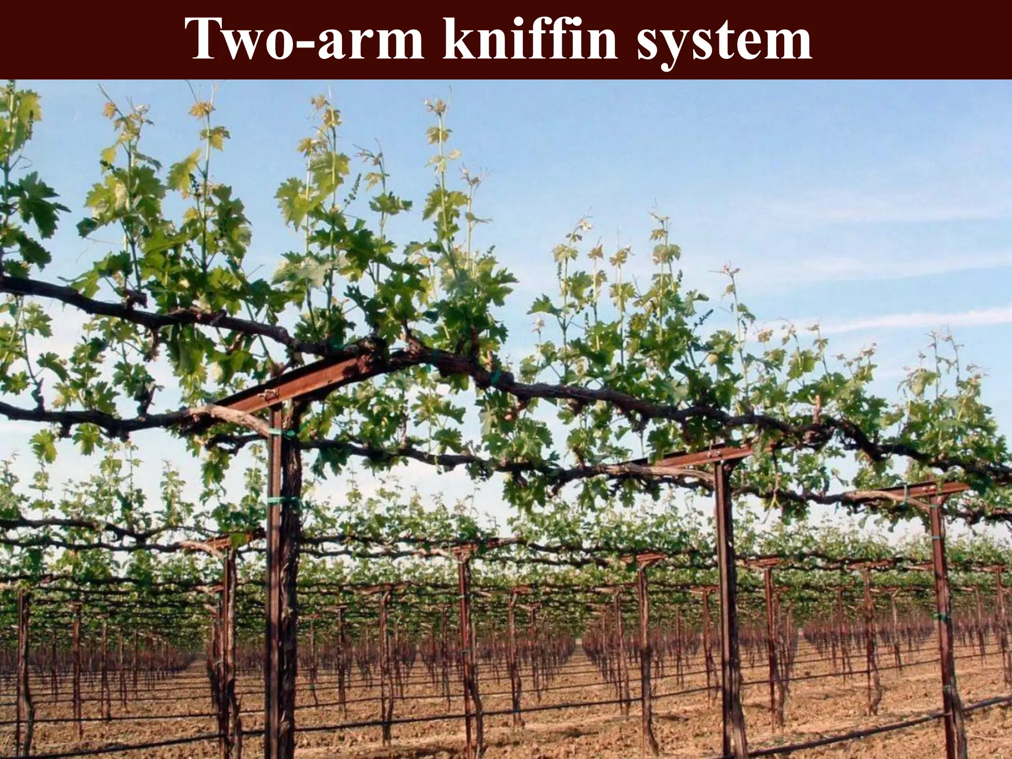 Advances in production technology of Grapes.pdf