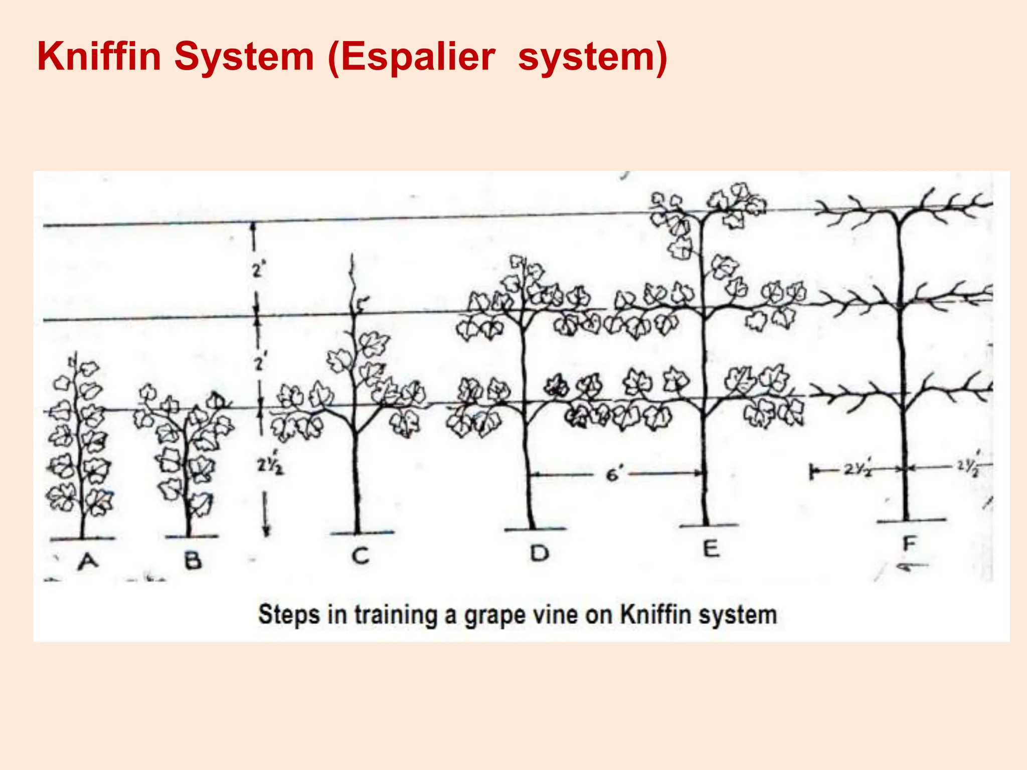 PRODUCTION TECHNOLOGY OF GRAPES.pptx (jayaprakash) | PPTX
