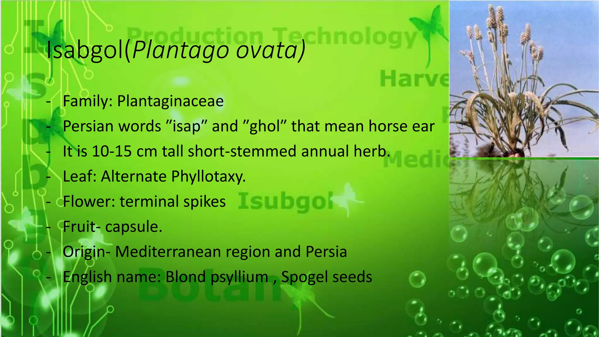 Production technology of isabgol (plantago ovata) | PPTX