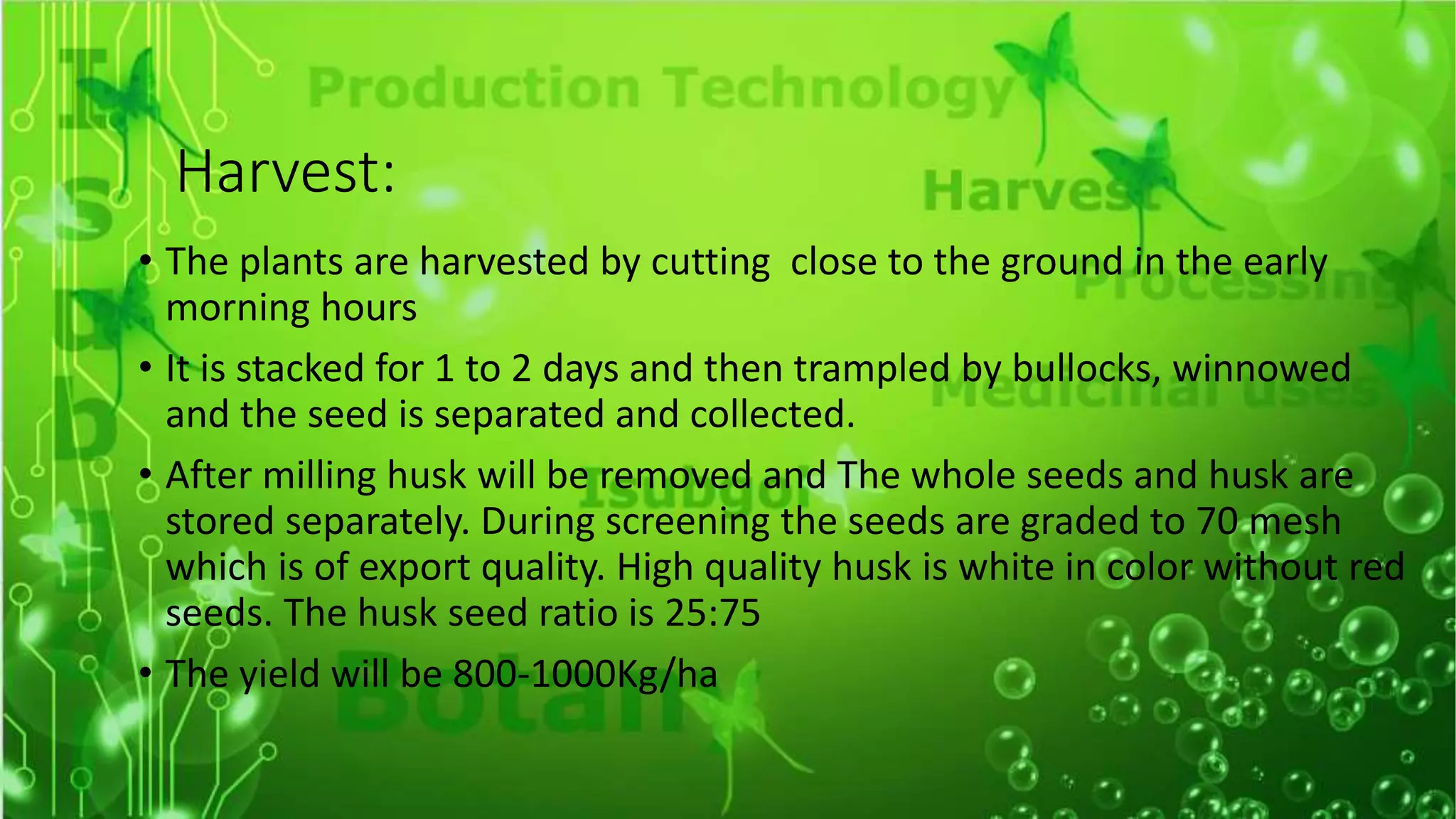 Production technology of isabgol (plantago ovata) | PPTX