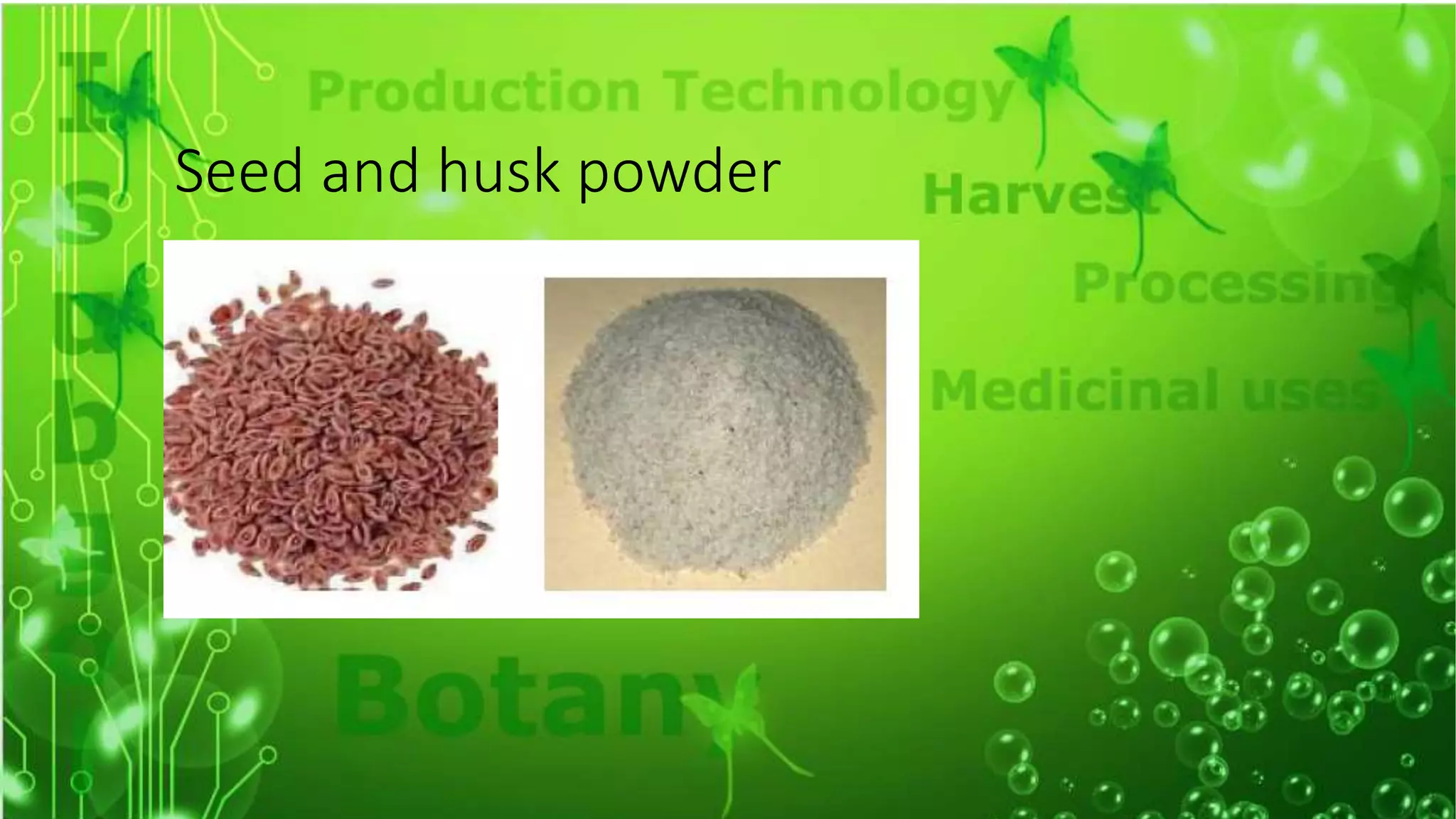 Production technology of isabgol (plantago ovata) | PPTX