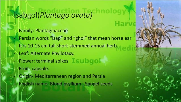 Production technology of isabgol (plantago ovata) | PPTX
