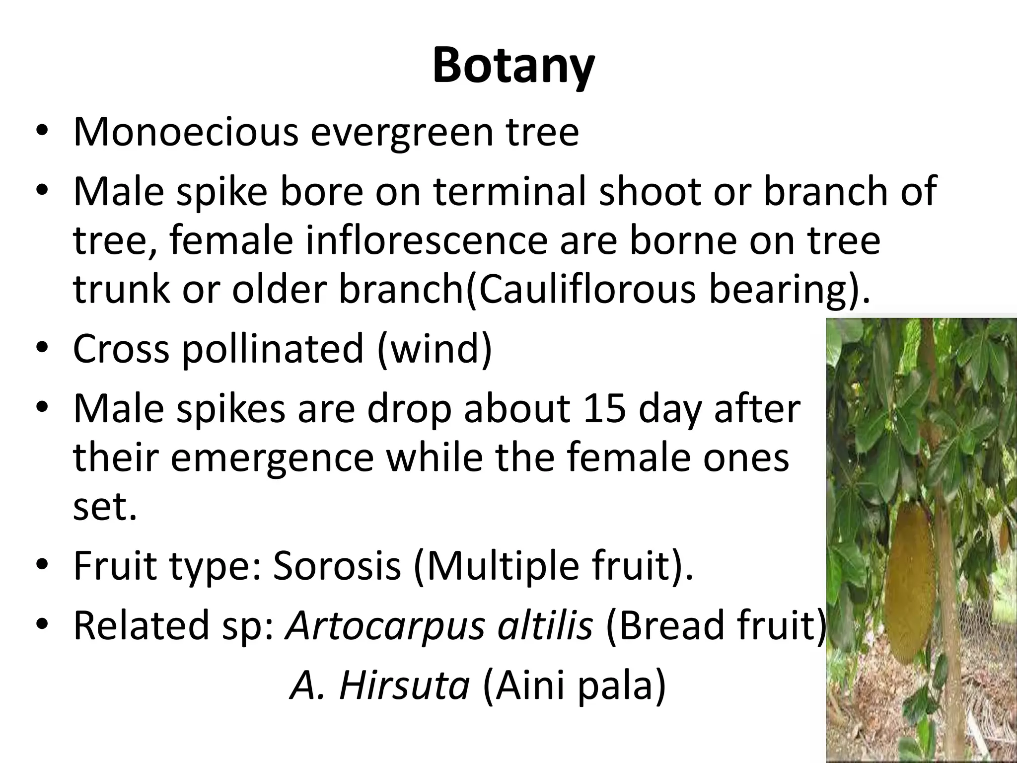 Production technology of jackfruit (Artocarpus heterophyllus) | PPTX