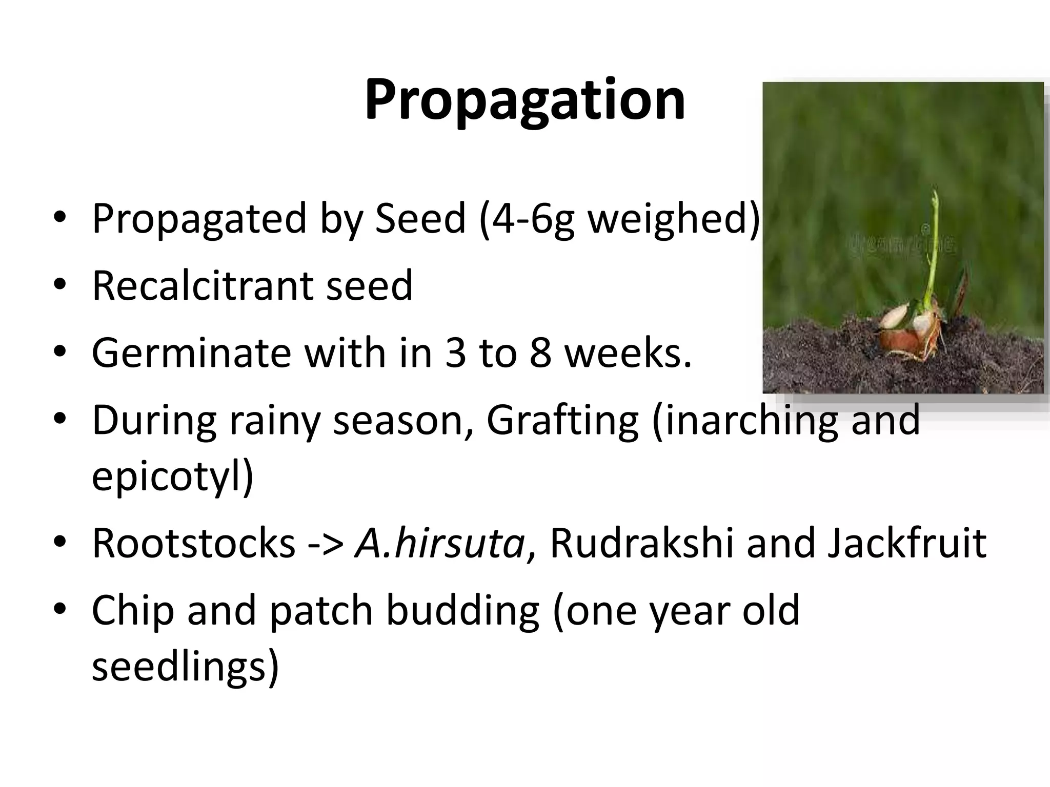 Production technology of jackfruit (Artocarpus heterophyllus) | PPTX